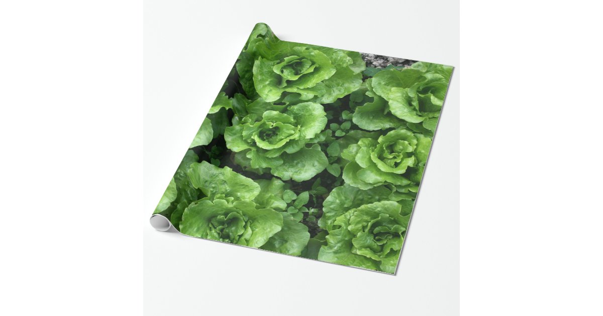 Bed of lettuce wrapping paper | Zazzle