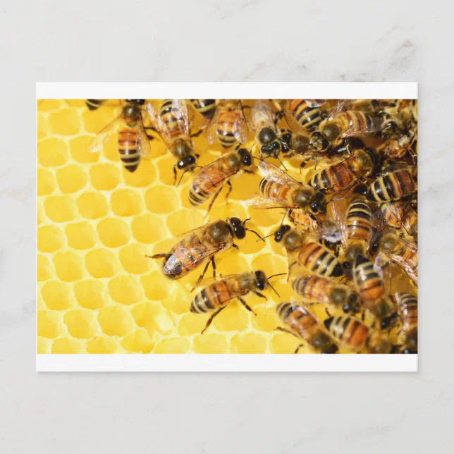 Bee Bees Hive Honey Comb Sweet Dessert Yellow Postcard | Zazzle