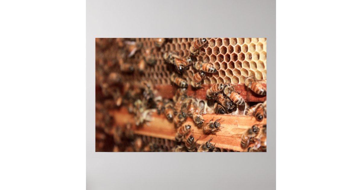 Bee Hive Poster | Zazzle