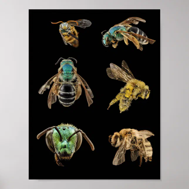 Bee Magnified pictures photos bugs insects bees Poster | Zazzle