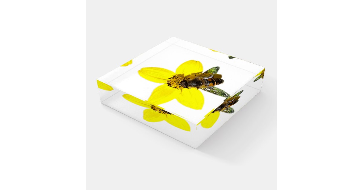 Bee on a yellow flower paperweight | Zazzle