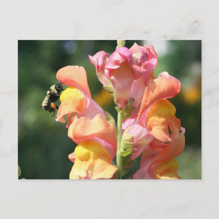 Bee On Snapdragon Flower Photo Postcard | Zazzle