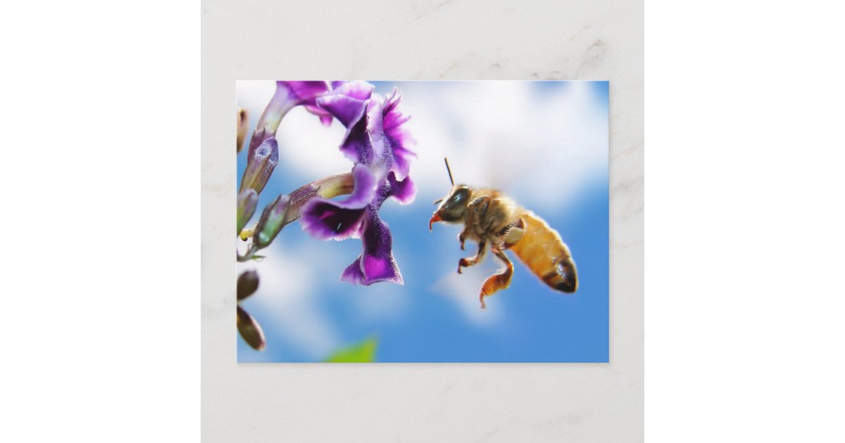 Bee Postcard | Zazzle