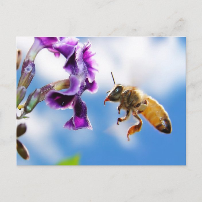Bee Postcard | Zazzle.com