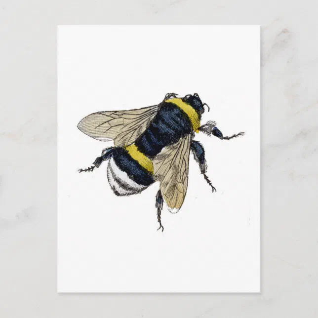 Bee Postcard | Zazzle