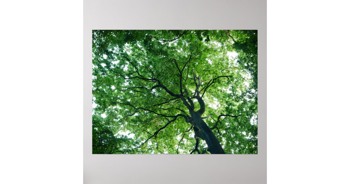 Beech Tree Poster | Zazzle