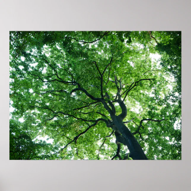 Beech Tree Poster | Zazzle