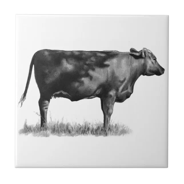 Beef Cow/Heifer in Pencil: Realism: Drawing Tile | Zazzle