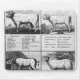 Beef, Veal, Pork, and Mutton Cuts, 1802 Mouse Pad | Zazzle
