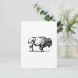 beefy buffalo bull postcard | Zazzle