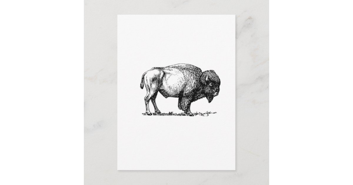beefy buffalo bull postcard | Zazzle
