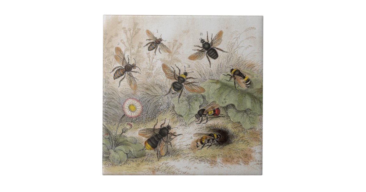 Bees Antique Lithograph print tile | Zazzle