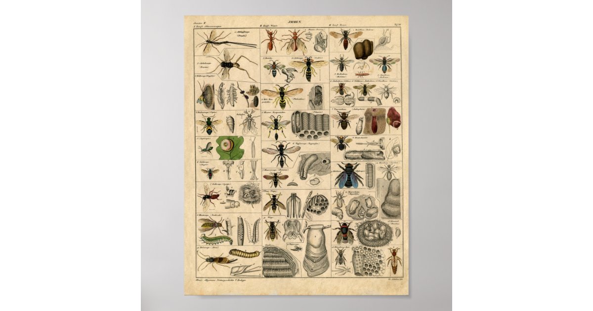 Bees Honey Bees Wasps Hives Nests Map | Poster | Zazzle