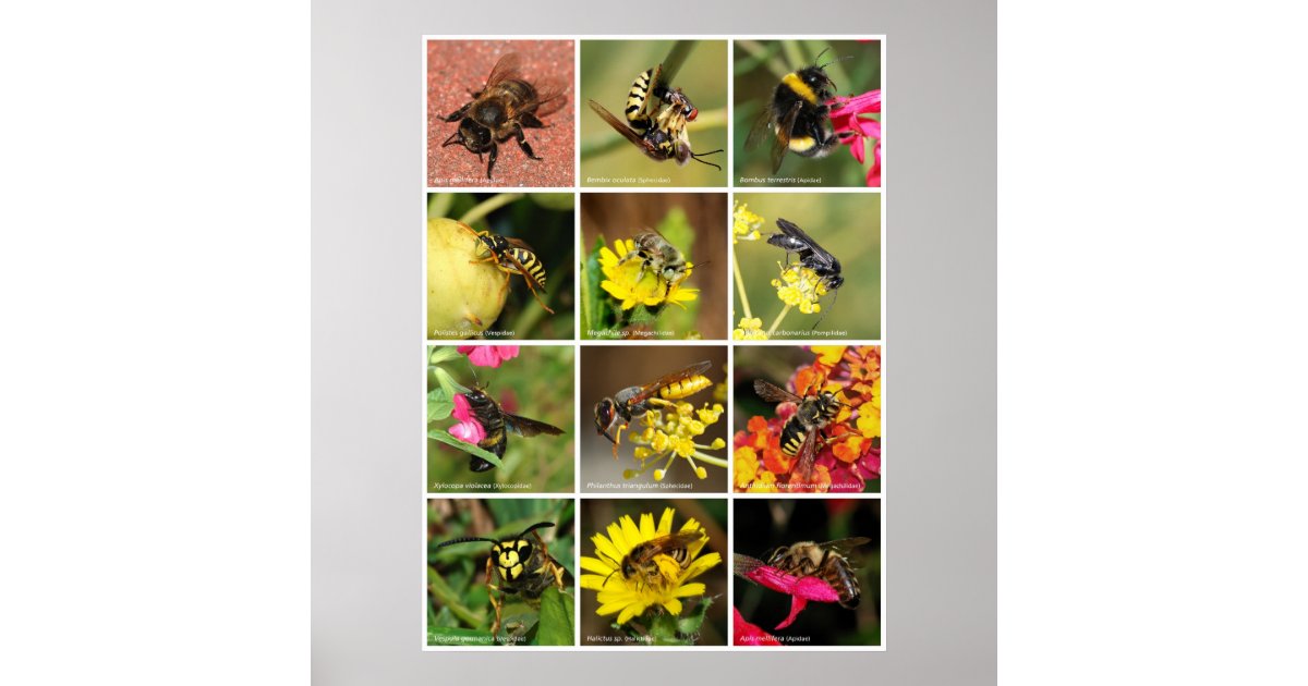 Bees & Wasps Poster | Zazzle
