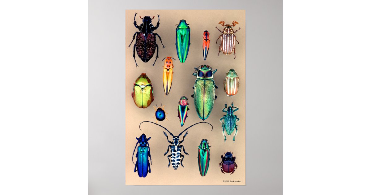 Beetle Collection Poster | Zazzle