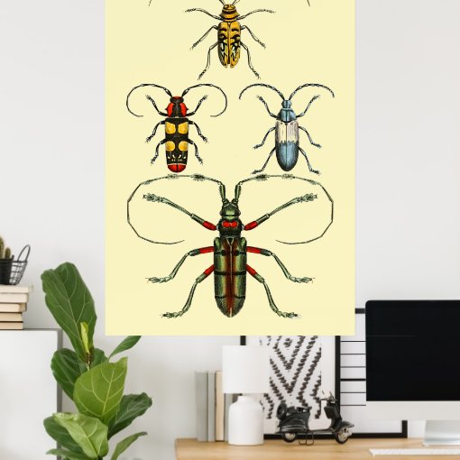 Beetle Insects Collection Poster | Zazzle