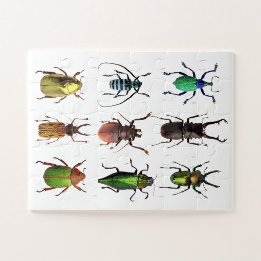 Beetlemania Beautiful Beetle Bugs Jigsaw Puzzle | Zazzle