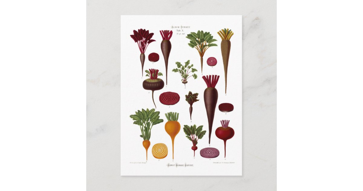 Beets Postcard | Zazzle