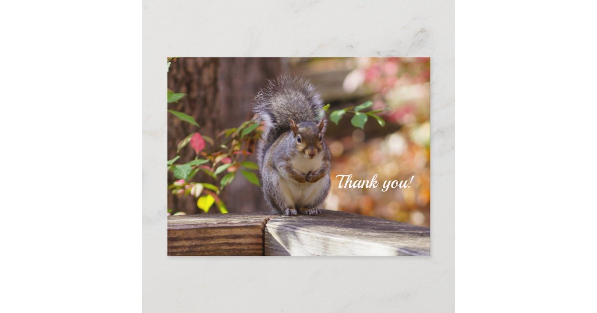 Begging Squirrel Thank You Postcard | Zazzle