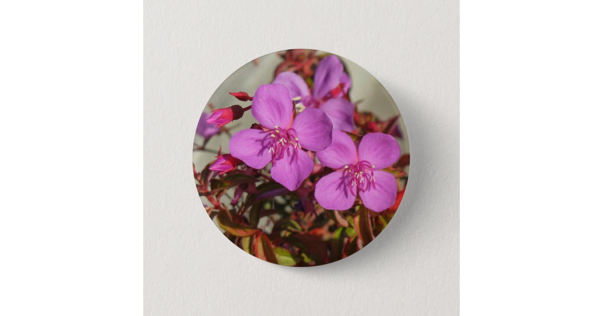 Begonia button | Zazzle