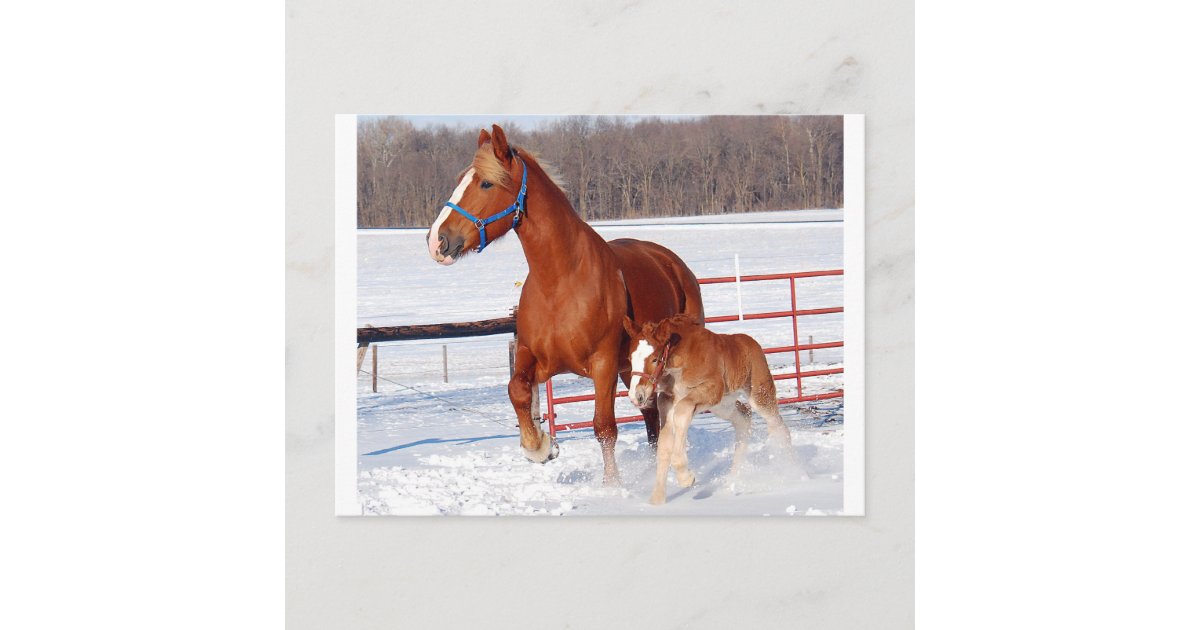 Belgian Mare and Filly Postcard | Zazzle