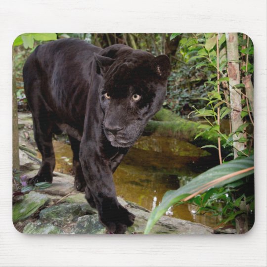 Belize City Zoo. Black panther Mouse Pad | Zazzle.com
