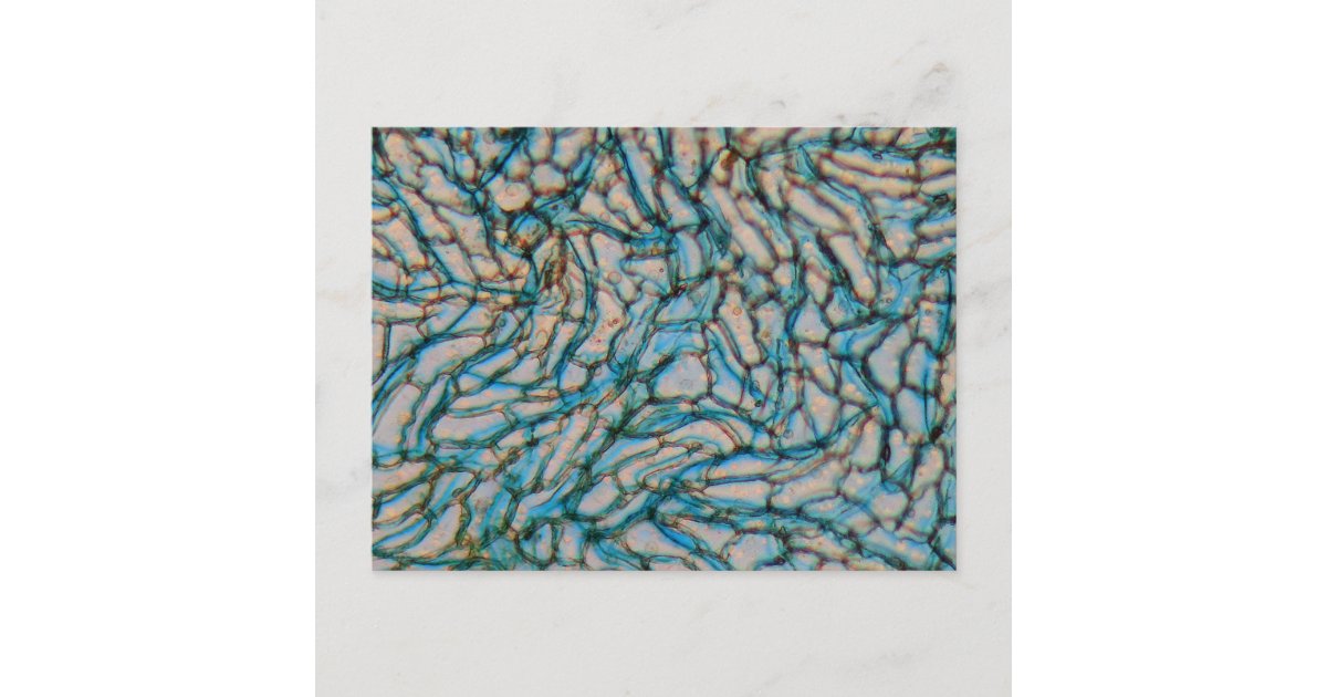 Bell pepper cells under the microscope postcard | Zazzle
