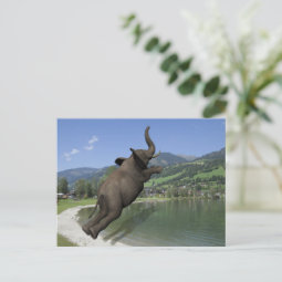 Belly Flop Elephant Postcard | Zazzle