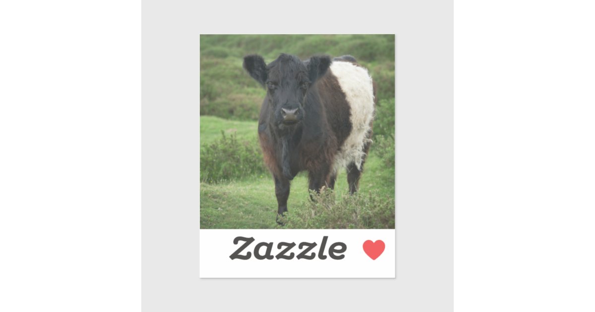 Belted Galloway Cow Sticker | Zazzle