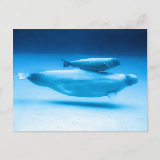 Beluga Mother and Baby Postcard | Zazzle