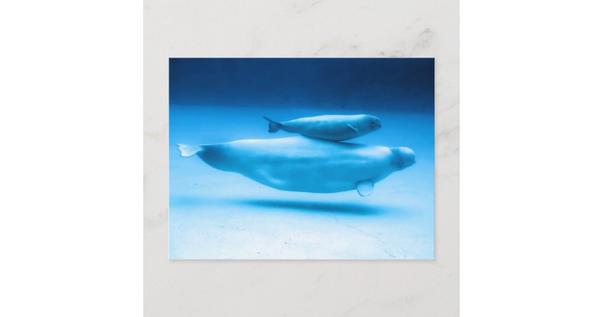 Beluga Mother and Baby Postcard | Zazzle