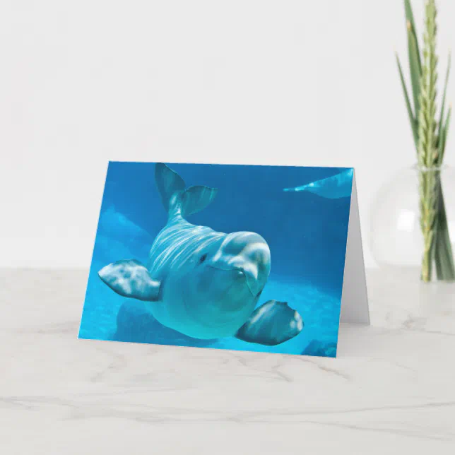 Beluga Whale Card | Zazzle