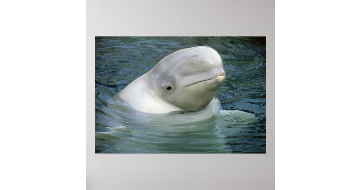 Beluga Whale, Delphinapterus leucas) Poster | Zazzle