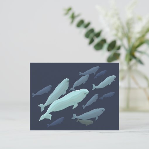 Beluga Whale Postcards Beluga Whale Card Customize | Zazzle