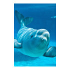 Beluga Whale Poster | Zazzle