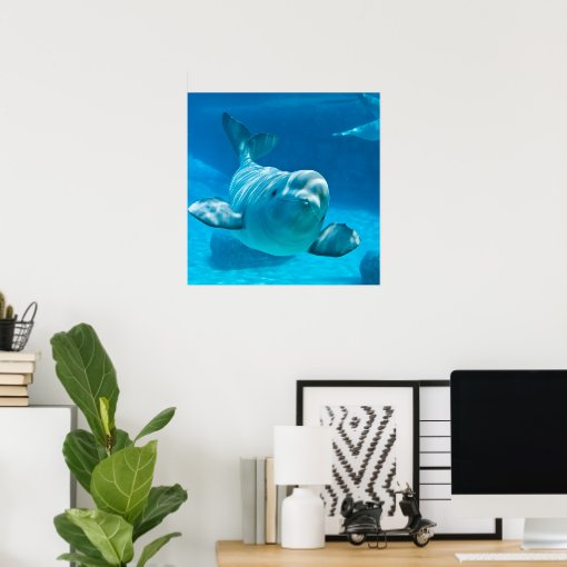 Beluga Whale Poster | Zazzle