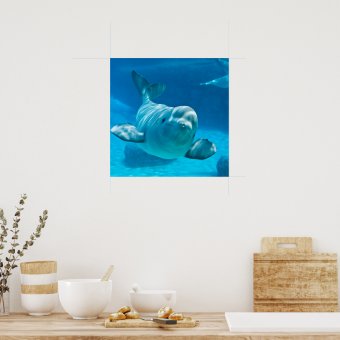 Beluga Whale Poster | Zazzle