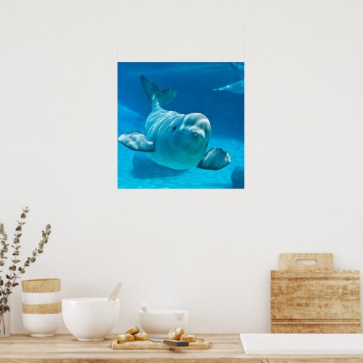 Beluga Whale Poster | Zazzle