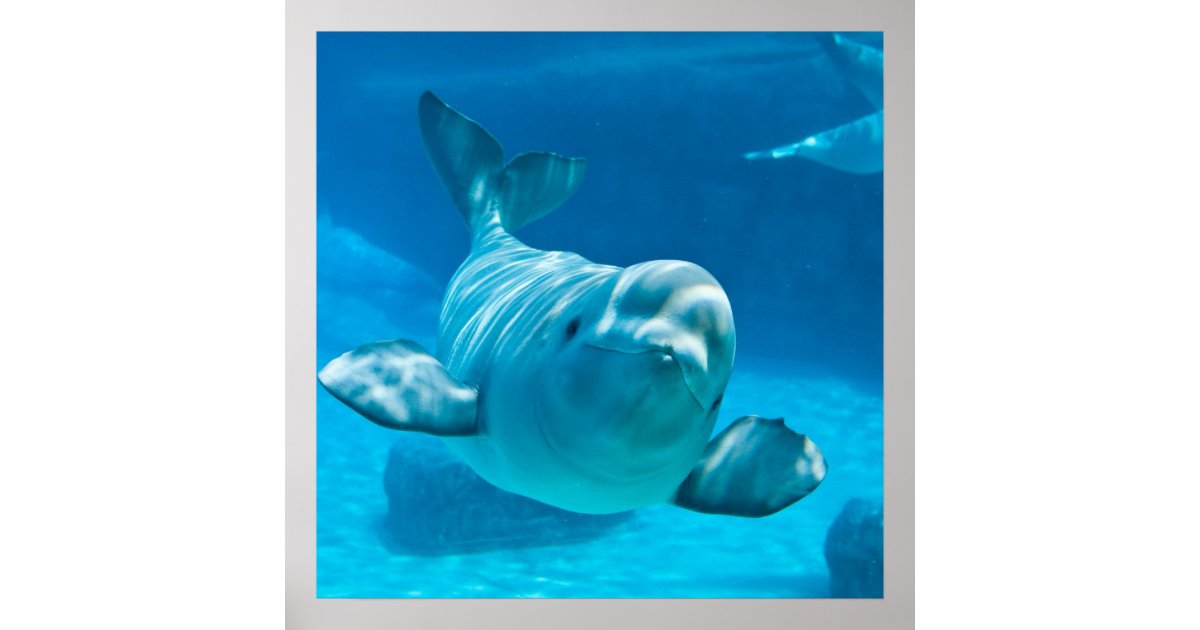 Beluga Whale Poster | Zazzle