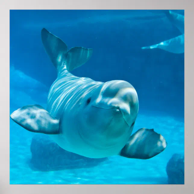 Beluga Whale Poster | Zazzle