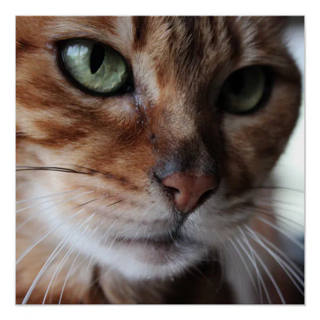 Bengal Cat Face Photograph Wall Art Glossy Poster | Zazzle