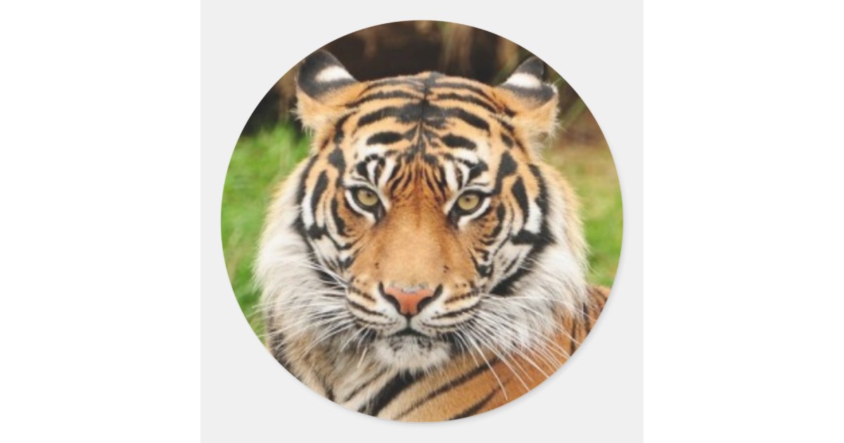 Bengal Tiger Classic Round Sticker | Zazzle