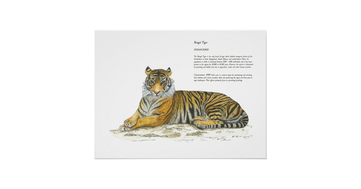 Bengal Tiger Hand Painted Print | Zazzle