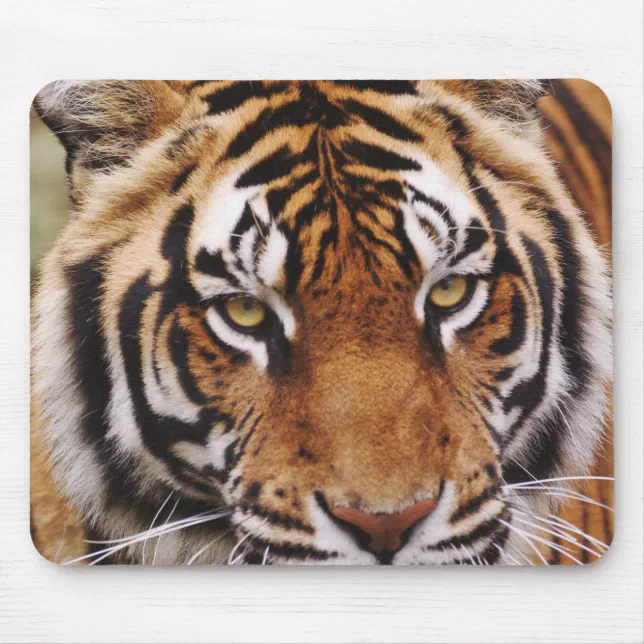 Bengal Tiger, Panthera tigris Mouse Pad | Zazzle