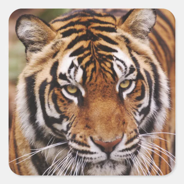 Bengal Tiger, Panthera tigris Square Sticker | Zazzle