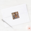 Bengal Tiger, Panthera tigris Square Sticker | Zazzle