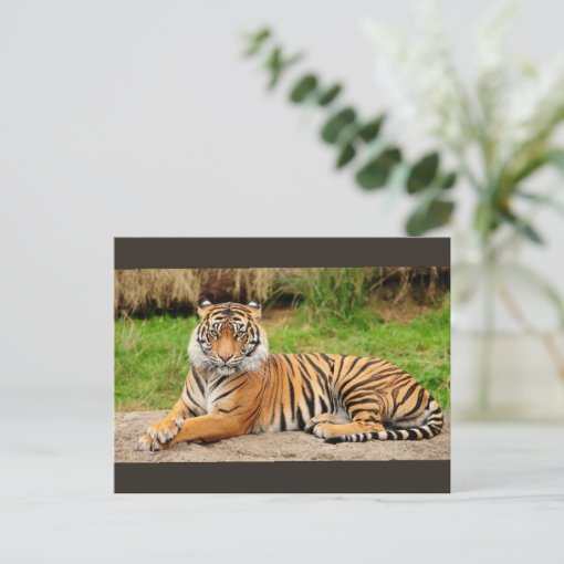 Bengal Tiger Postcard | Zazzle