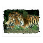 Painted Digital Siberian Tiger Postcard | Zazzle.com