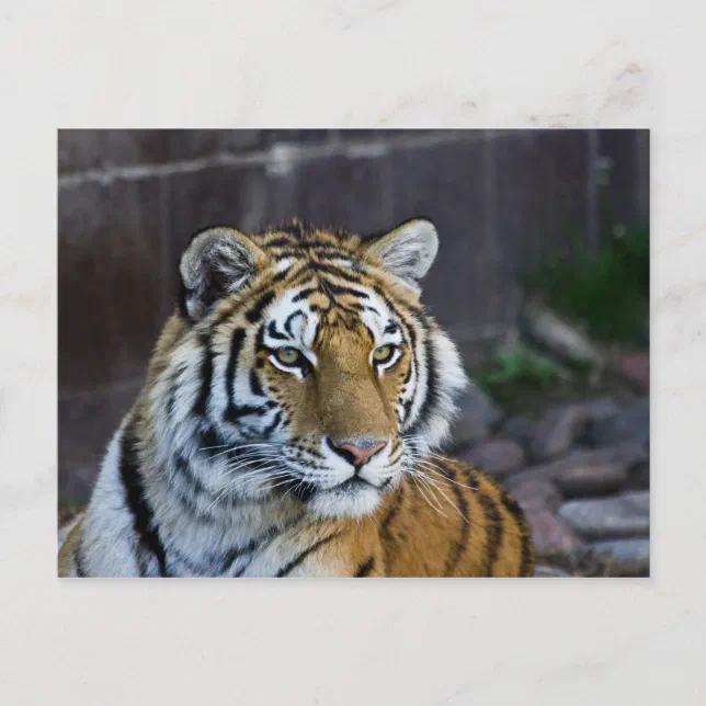 Bengal Tiger Postcard | Zazzle