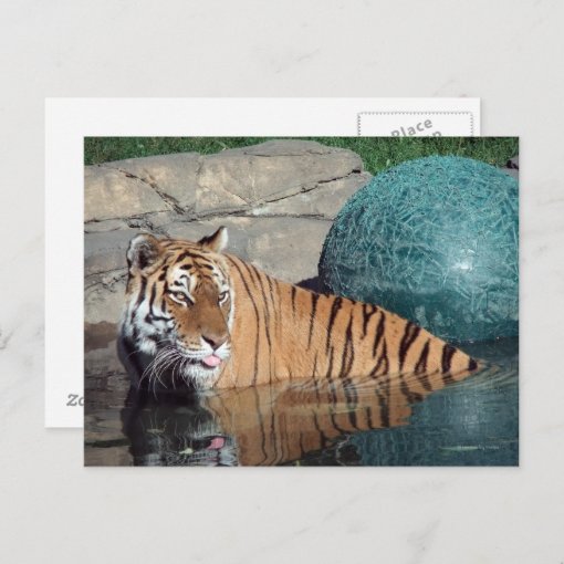 Bengal Tiger Postcard #1 | Zazzle